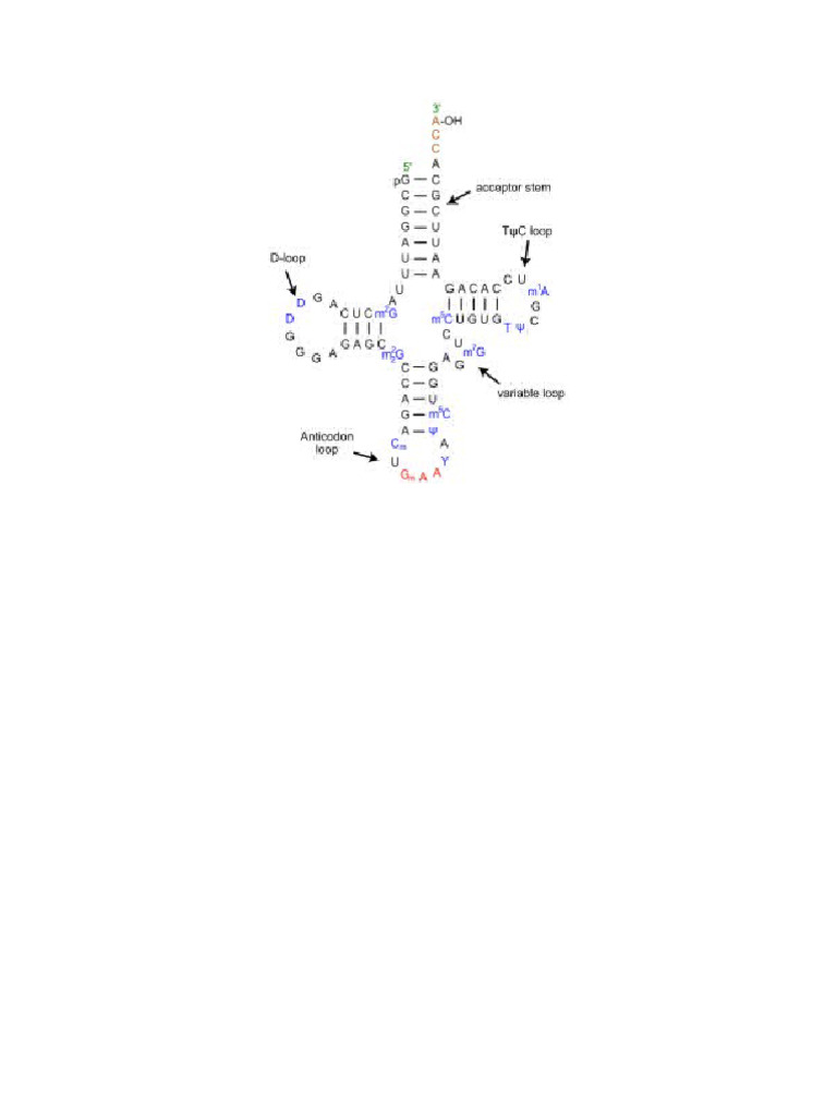 T RNA | PDF
