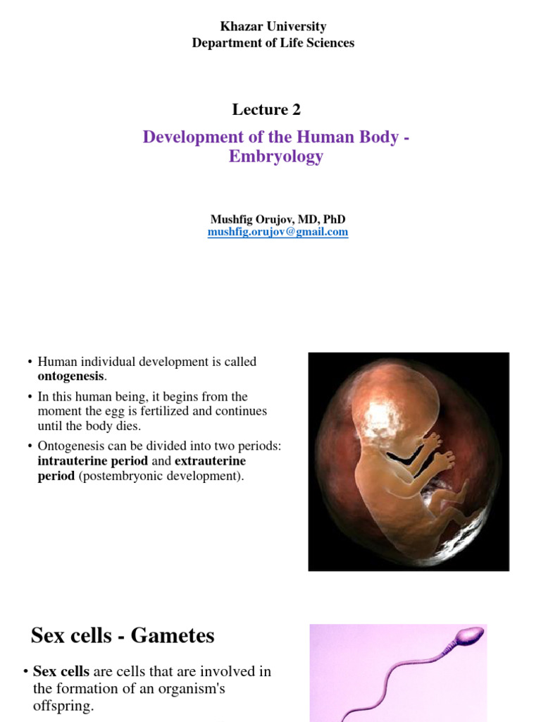 Human Ontogenesis and Embryology Overview | PDF | Fertilisation | Sperm