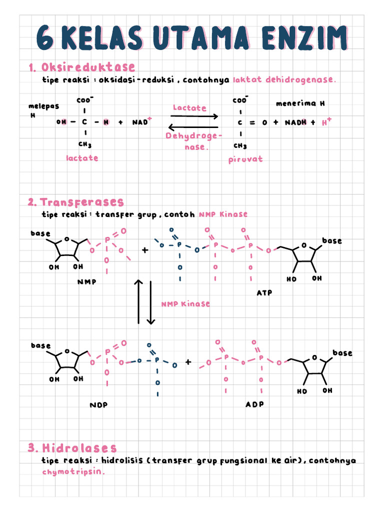 6 Kelas Utama Enzim | PDF