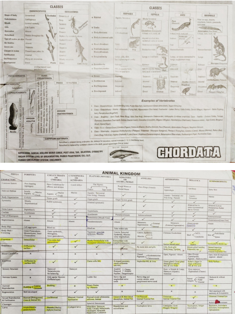 Animal Kingdom Flow Chart To Remember | PDF