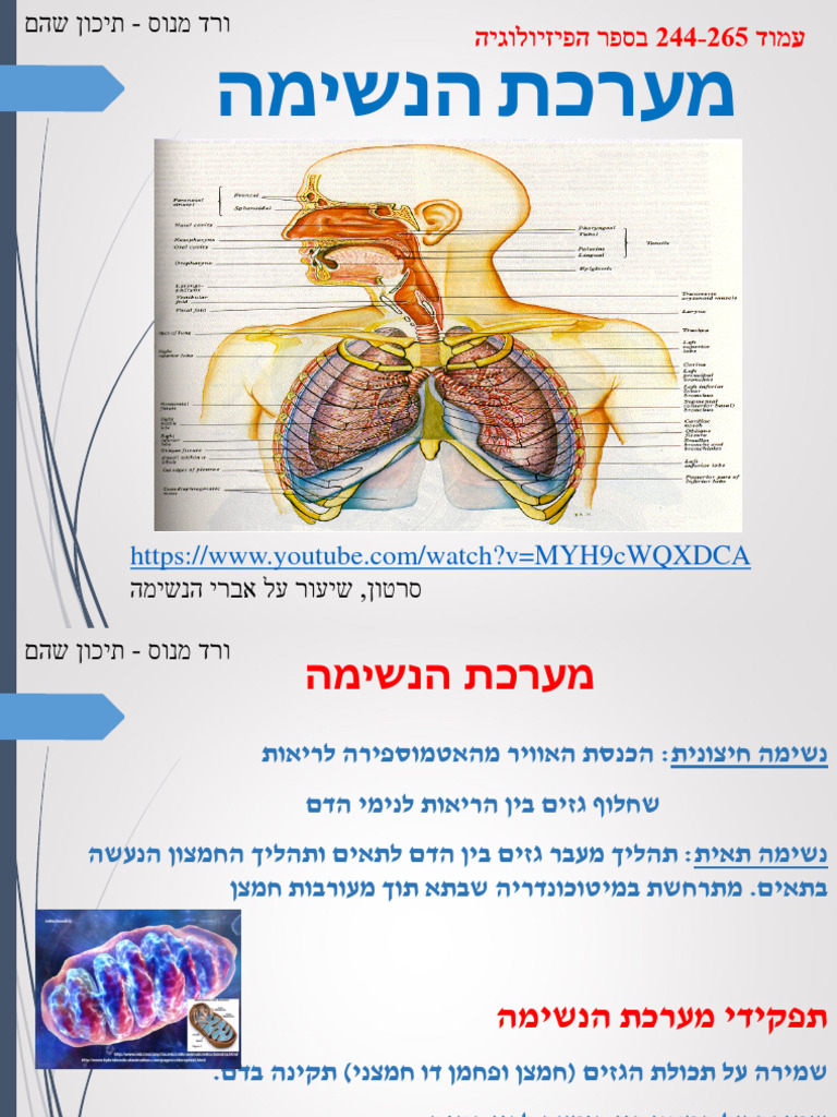Nesima Veredmanos | PDF