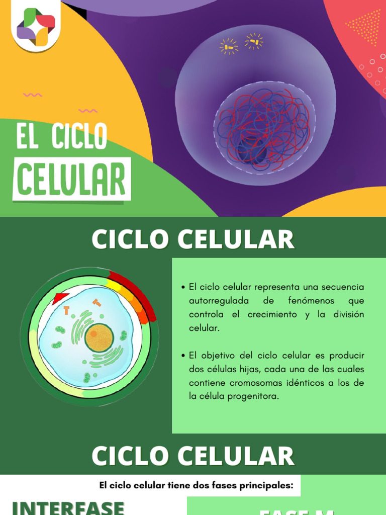 Ciclo Celular: Fases y Puntos de Control | PDF