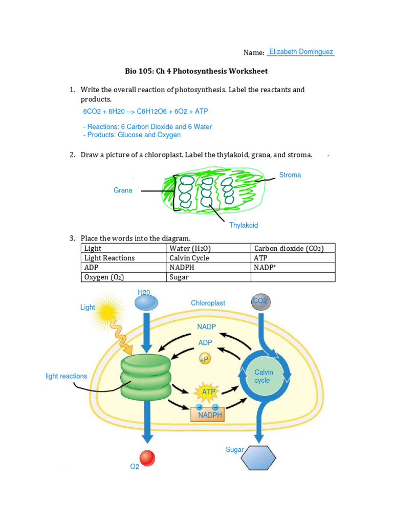 Photosynthesis Study Guide | PDF