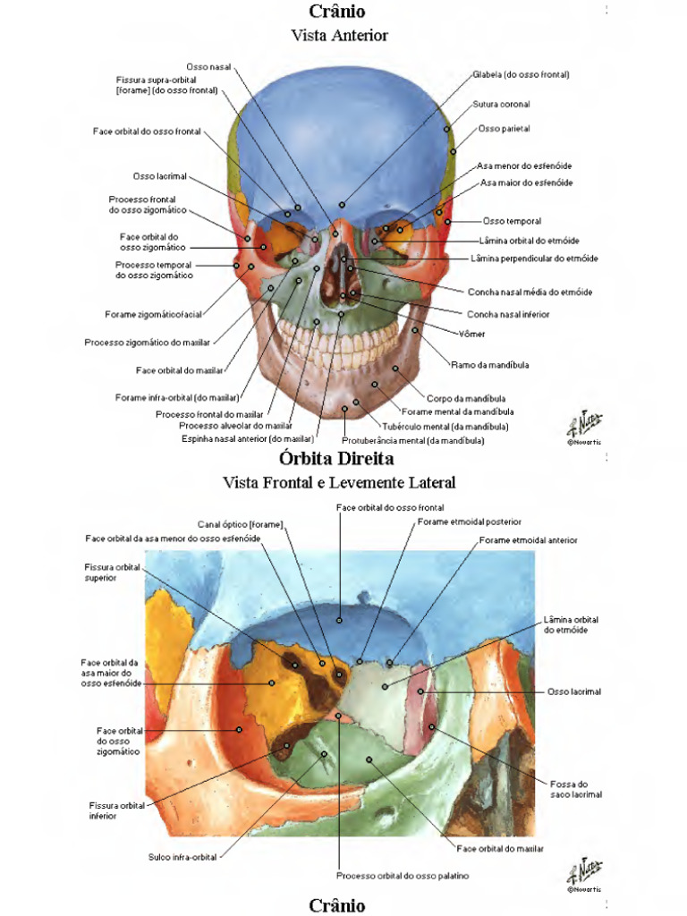 Atlas de Anatomia Humana - Netter (Português)_text | PDF | Cabeça e ...