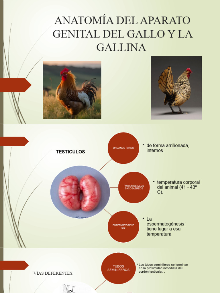 Anatomía del aparato genital del gallo | PDF | Sistema reproductivo ...