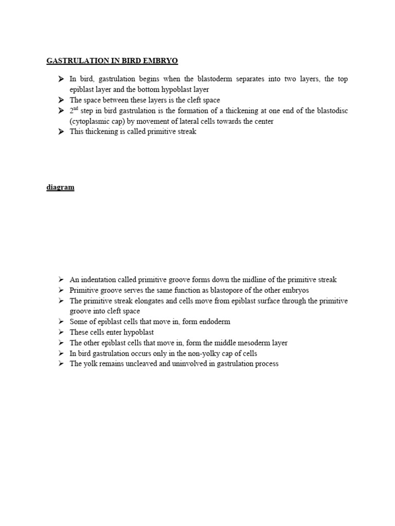 Bird Embryo Gastrulation Process | PDF