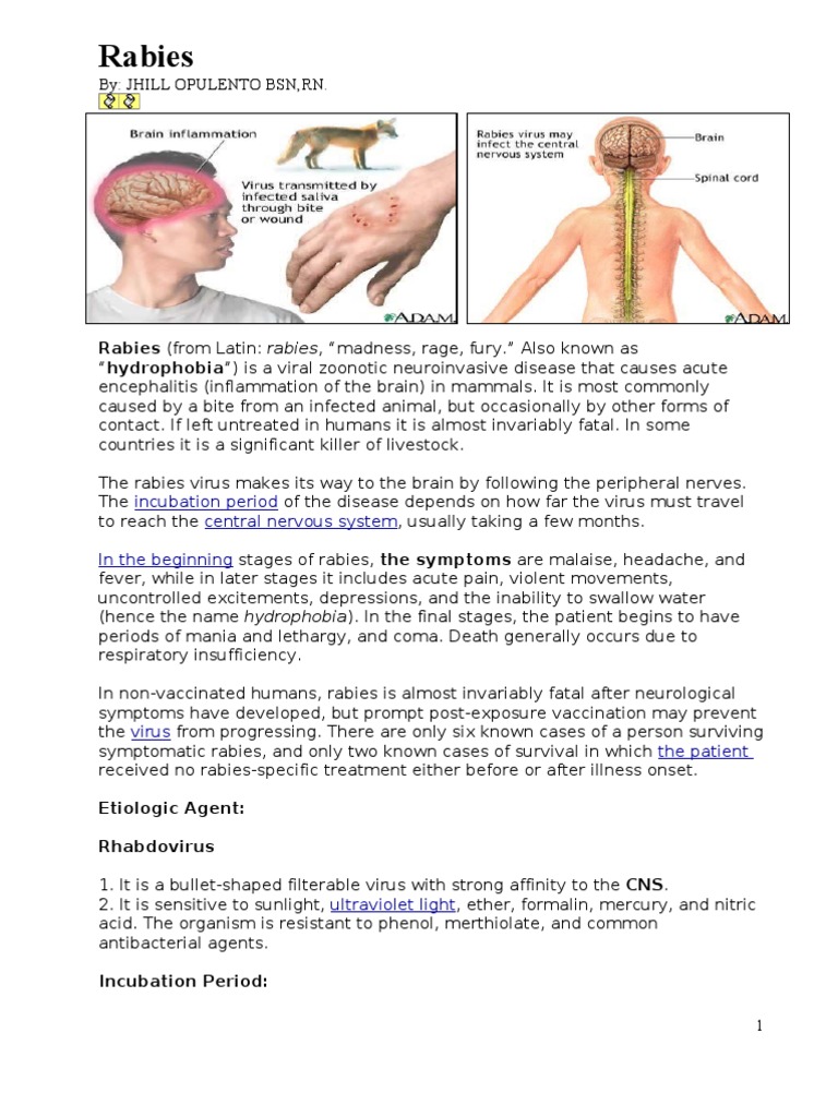 Rabies Case Study | PDF | Rabies | Vaccines