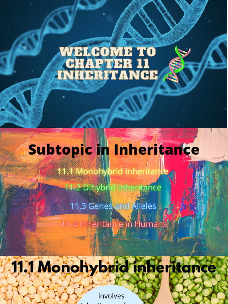 ALL Chapter 11 Inheritance | PDF | Dominance (Genetics) | Allele
