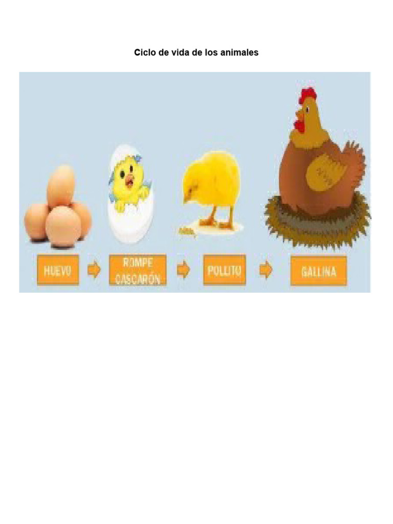 Ciclo de Vida de Los Animales | PDF