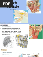 Nervio Temporobucal y Rama Mandibular | PDF | Anatomía humana | Sistema ...