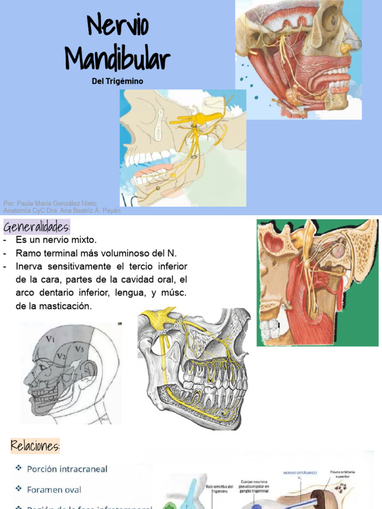 Nervio Mandibular Del Trigémino | PDF