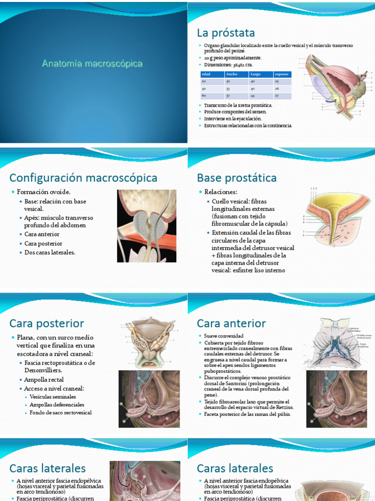 Anatomía Macroscópica de la Próstata | PDF | Próstata | Anatomía