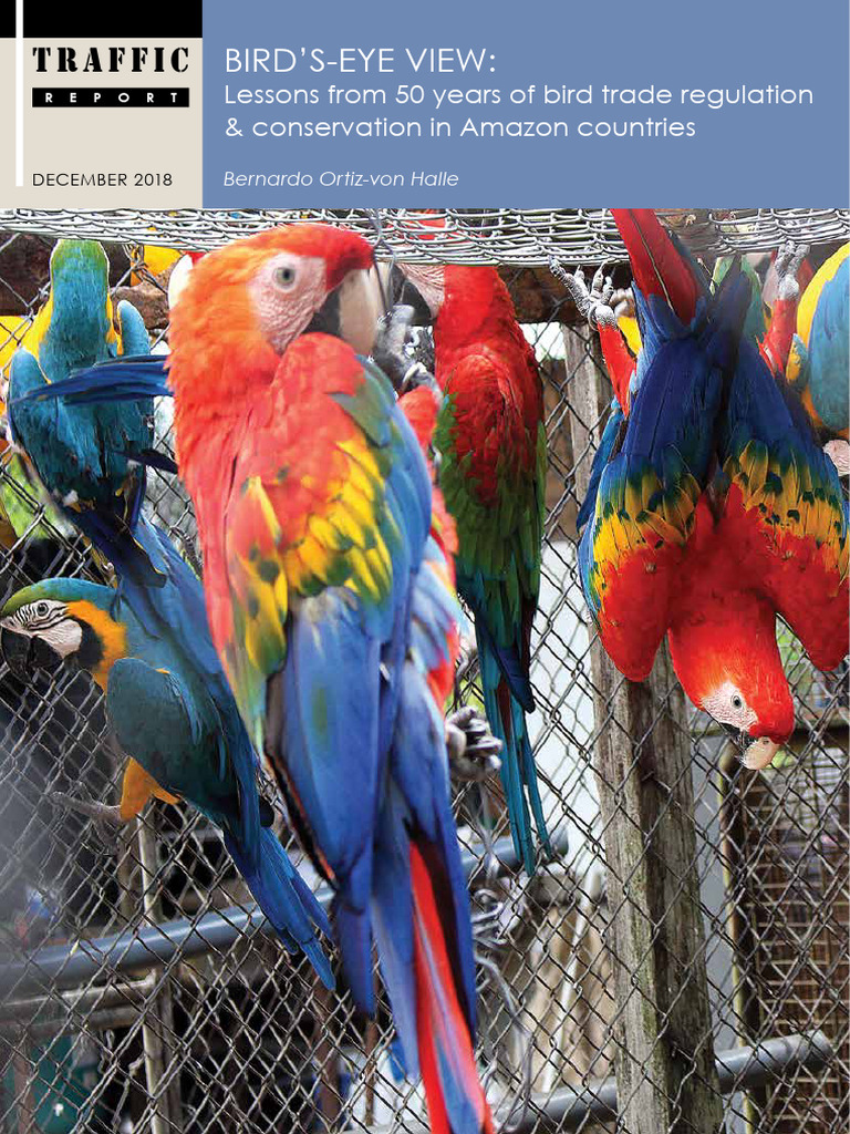 Birds Eye View | PDF | Ornithology | Birds