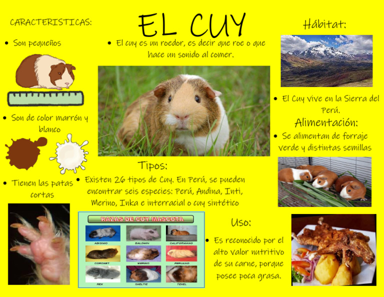 El Cuy | PDF