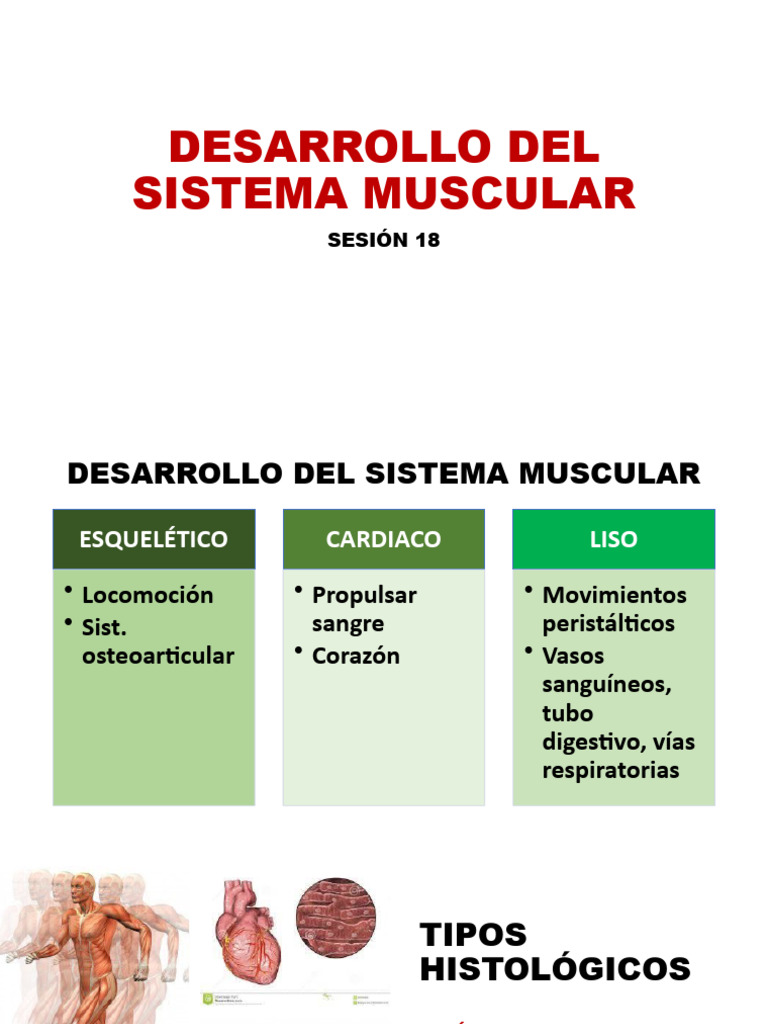 Desarrollo Del Sistema Muscular | PDF