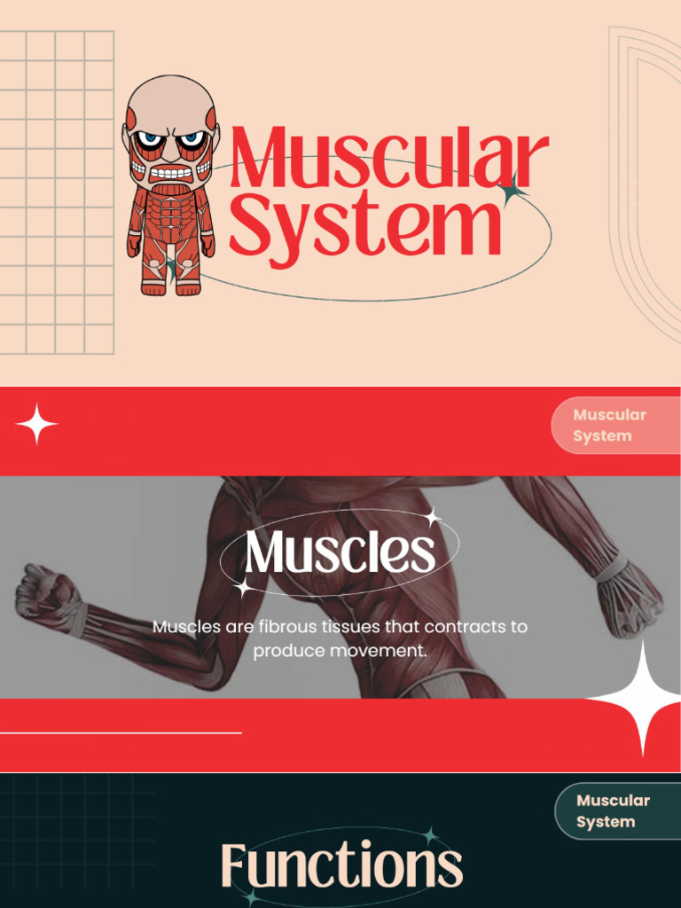 Muscular System | PDF