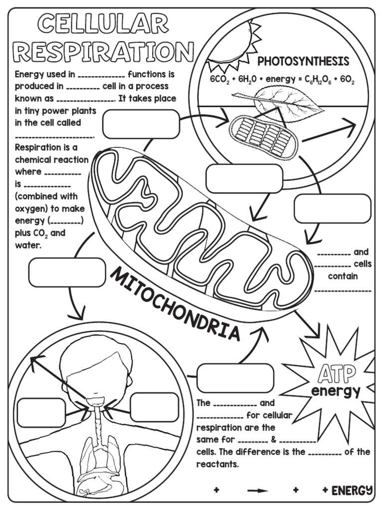 Cellular Respiration Doodle Notes | PDF | Cellular Respiration ...