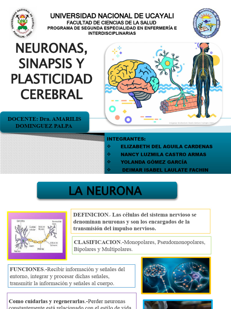 Neuronas, Sinapsis y Neuroplasticidad Cerebral | PDF | Sinapsis | Neurona