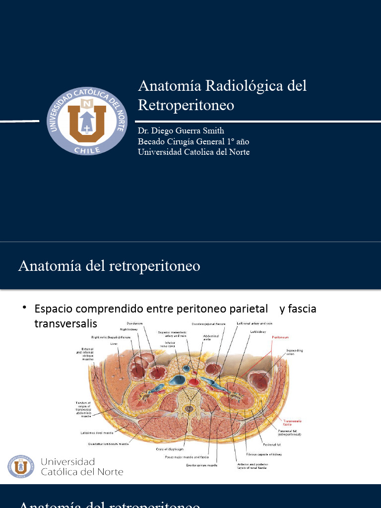 Anatomía del Retroperitoneo y Compartimentos | PDF | Riñón | Abdomen