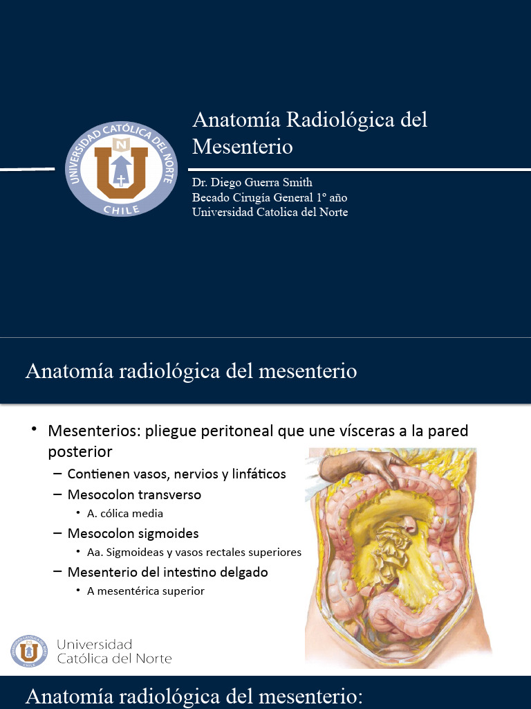 Anatomia Radiologica Del Mesenterio | PDF