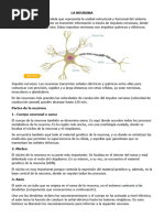 Neurona y Sus Partes Dibujo | PDF | Axon | Neurona