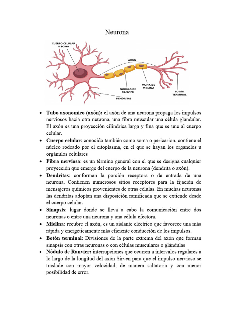 Estructura y Función de la Neurona | PDF | Salud y bienestar