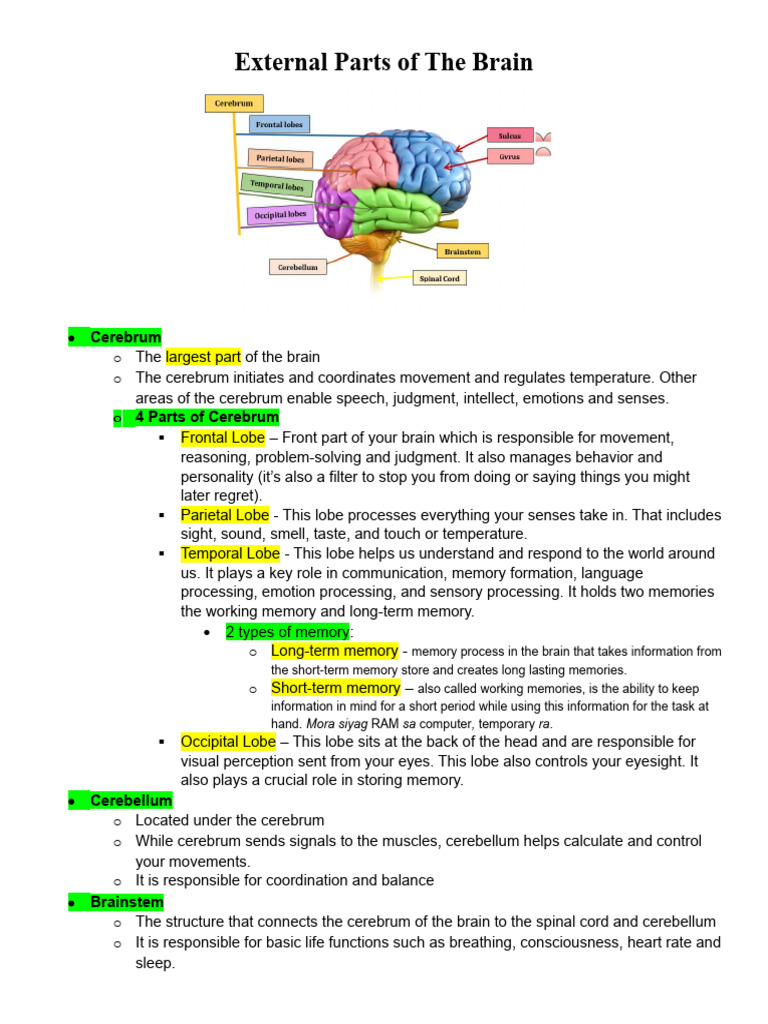 External Parts of The Brain | PDF | Cerebrum | Brain