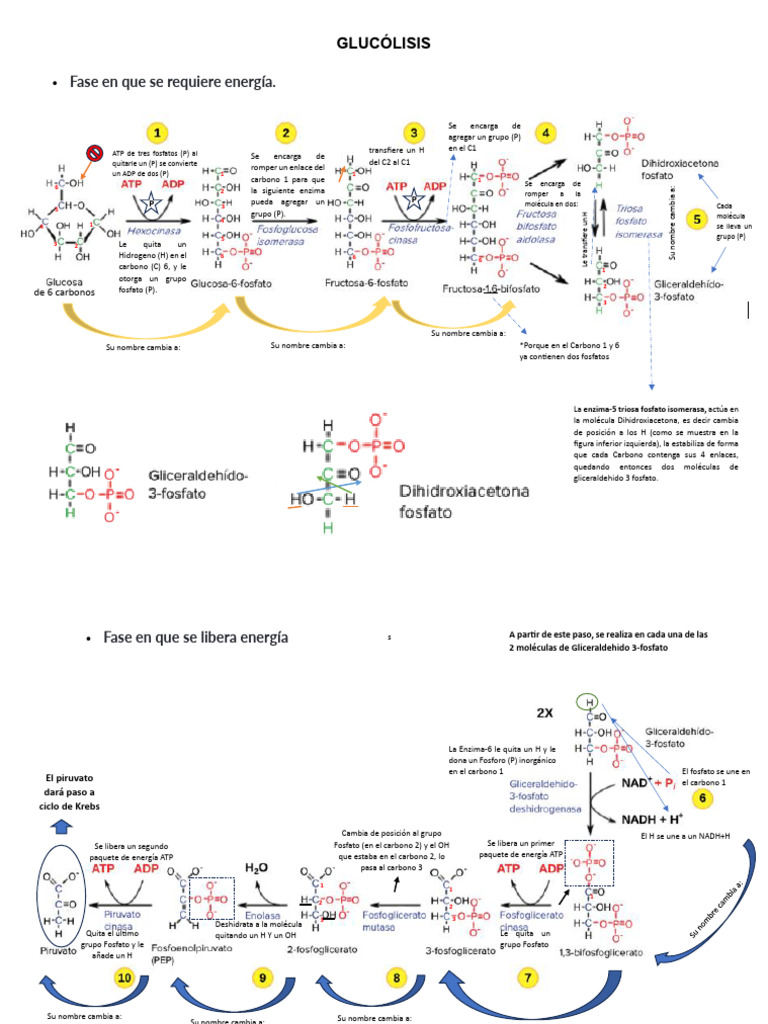Proceso de Glucólisis en Células | PDF | Trifosfato de adenosina ...