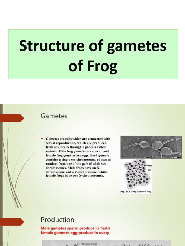 Structure of Gametes of Frog | PDF