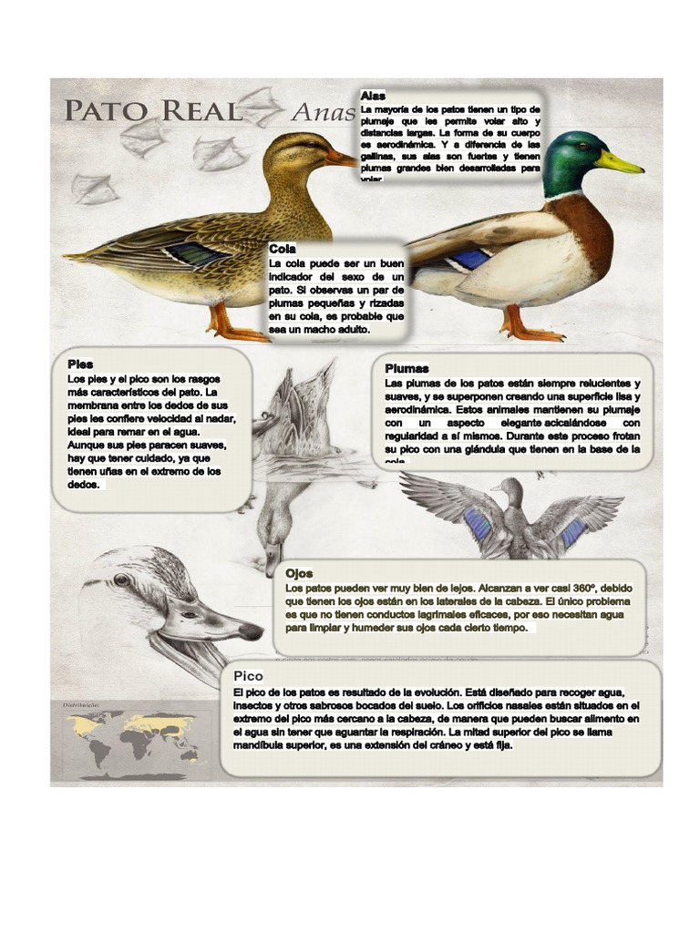 Infografia Pato | PDF