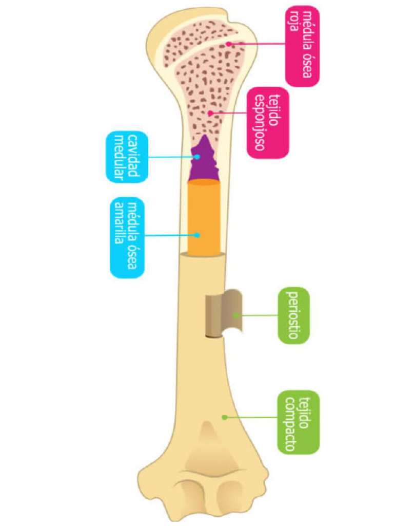Partes Del Hueso | PDF