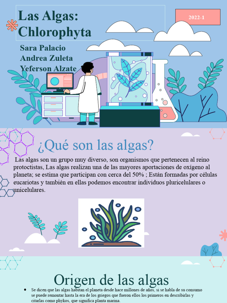 Las Algas - Exposicion Biologia-2022-2 | PDF | Algas | Plantas