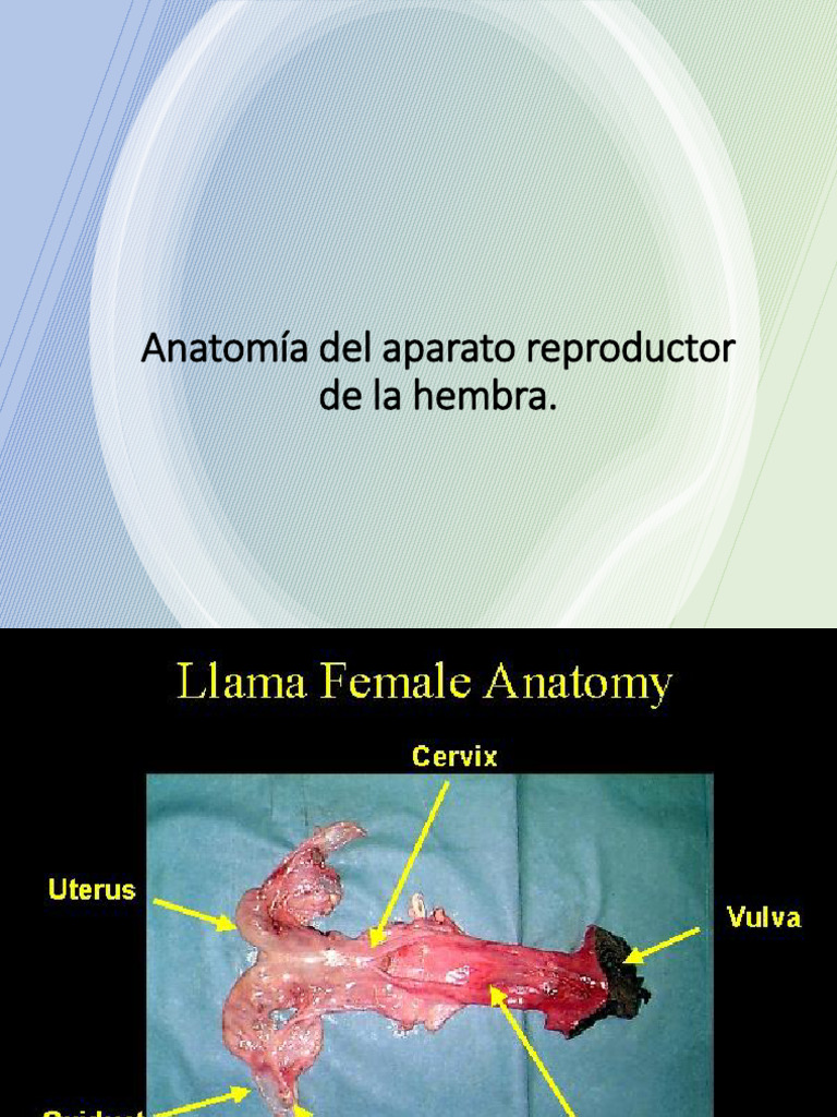 Anatomía Del Aparato Reproductor de La Hembra | PDF