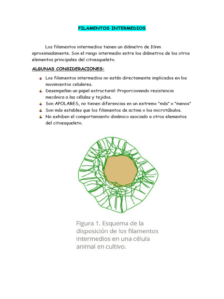 Filamentos Intermedios | PDF