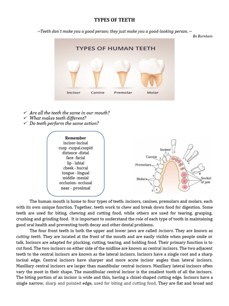5 Teeth Types | PDF