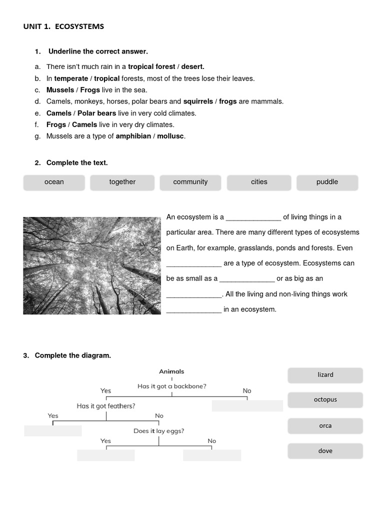 Understanding Ecosystems and Their Balance | PDF | Ecosystem | Forests