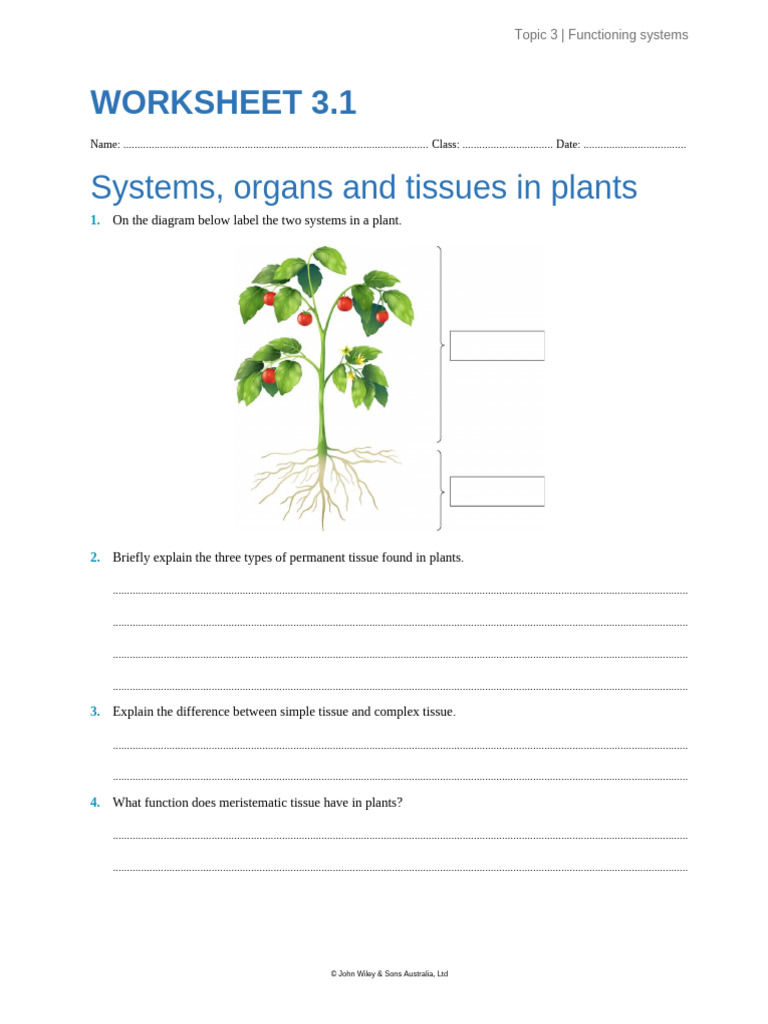 3.1 Worksheet Systems, Organs and Tissues in Plants | PDF | Tissue ...