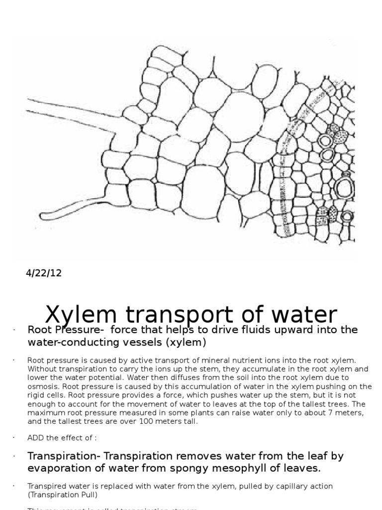 Root Pressure and Xylem Function in Plants | PDF | Botany | Plant ...