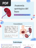 EL BAZO | PDF | Bazo | Anatomía