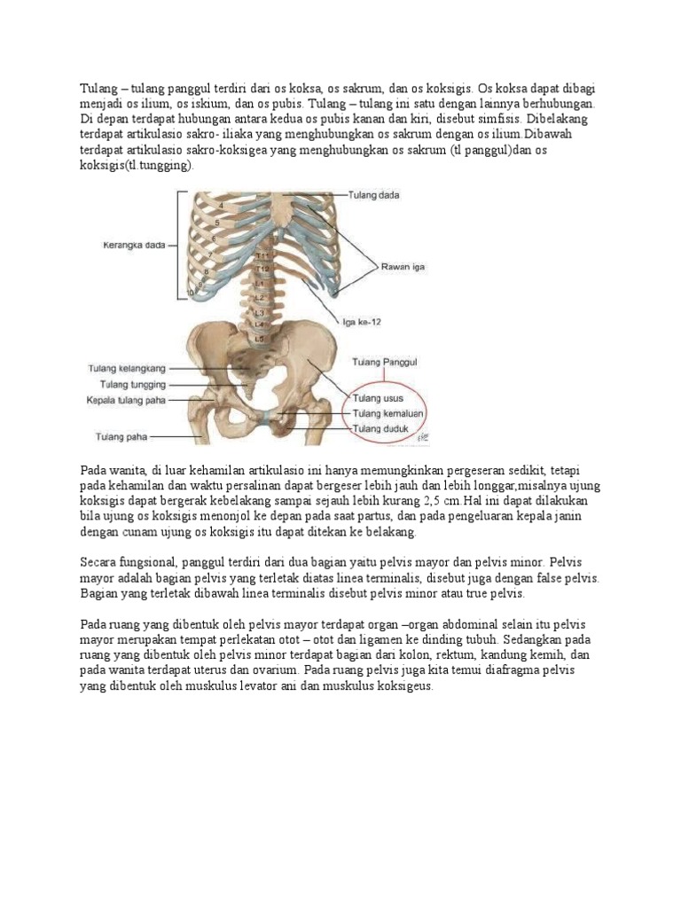 Anatomi Pelvis | PDF | Kesehatan Holistik
