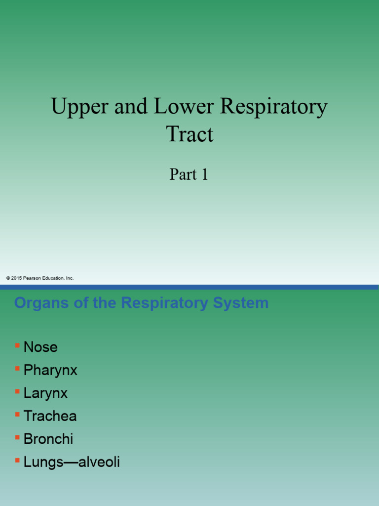 The Human Respiratory System | PDF | Lung | Respiratory Tract