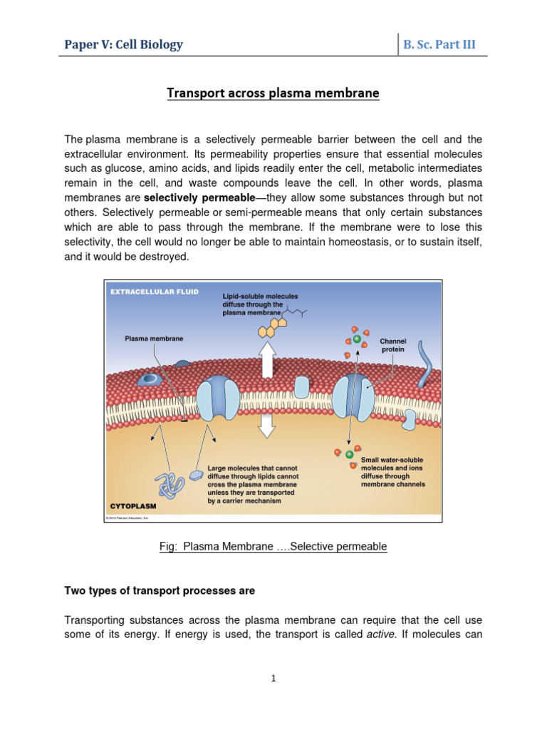 Transport Across Plasma Membrane | PDF