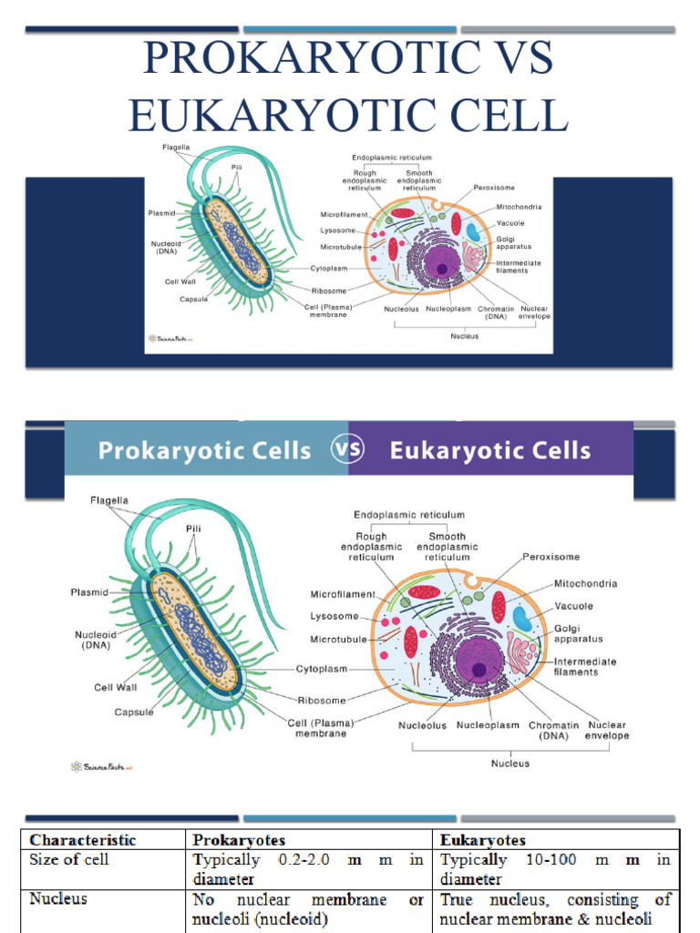 Prokaryotic Vs Eukaryotic Cell | PDF
