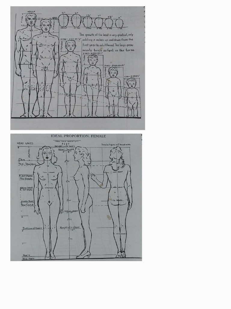 Anatomy Stages | PDF