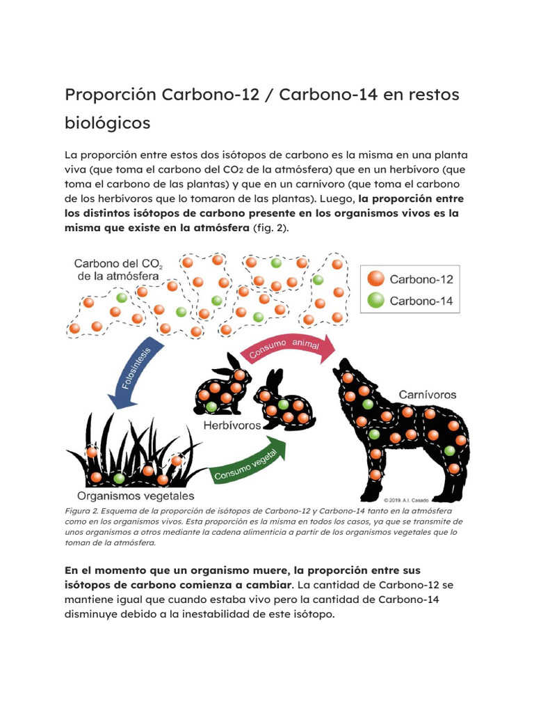 Proporción Carbono-12 - Carbono-14 en Restos Biológicos - Jade ...