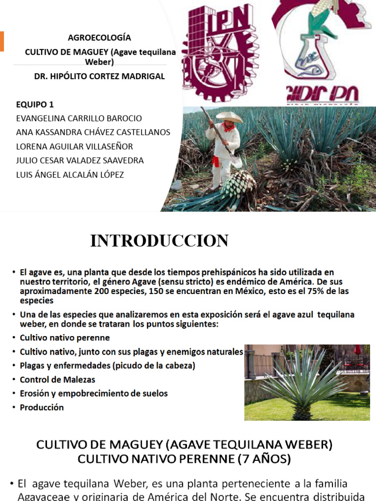 Agave | PDF | Plantas | Reproducción
