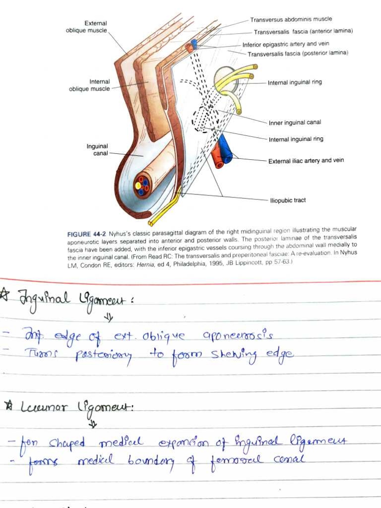 Inguinal Region Anatomy Pdf Musculoskeletal System Limbs Anatomy