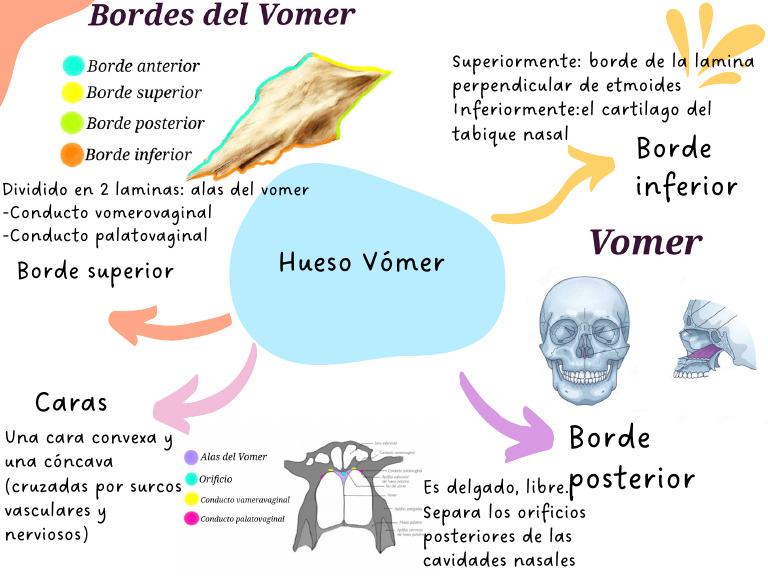 Estructura y partes del hueso vómer | PDF