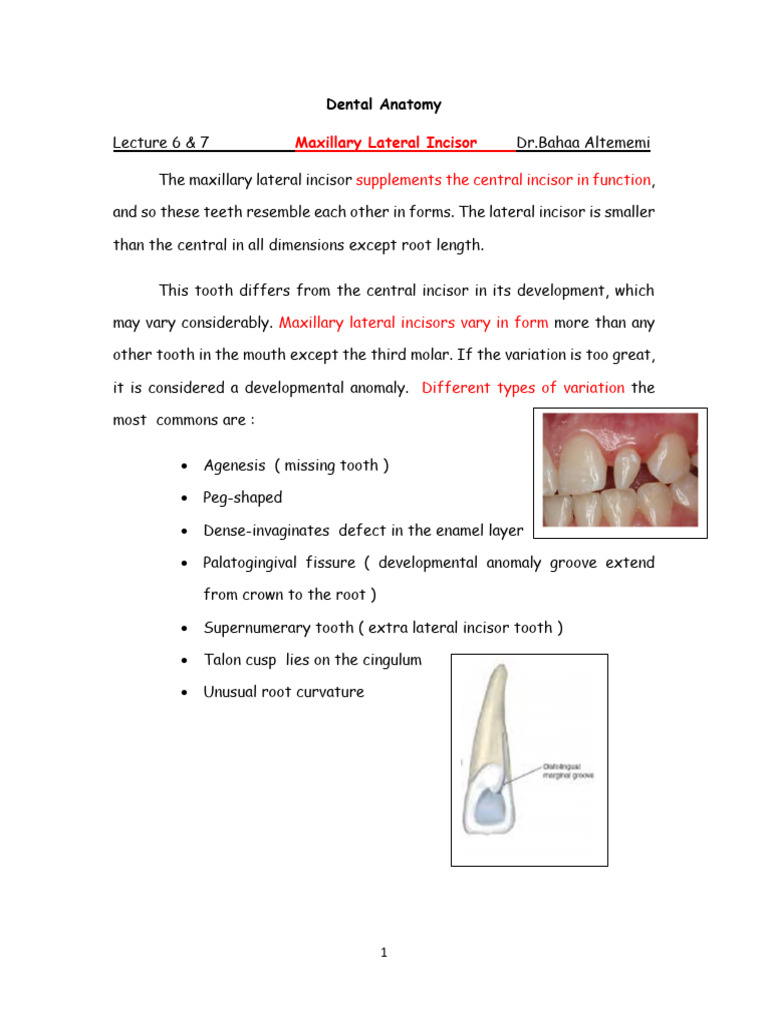 lec . 6 & 7 maxillary lateral incisor | PDF | Animal Anatomy | Dental ...