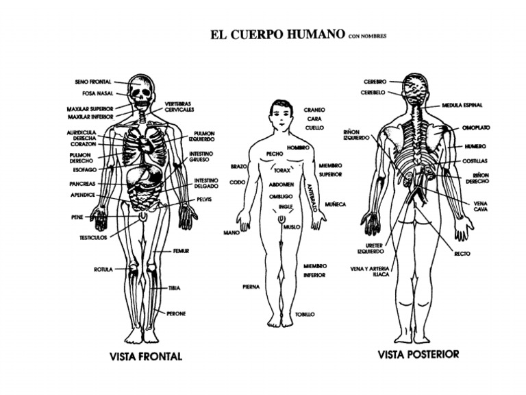 El Cuerpo Humano Con Nombres | PDF